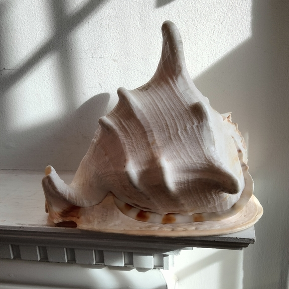 Vintage | Accents | Vintage Large Horned King Queen Helmet Conch Shell ...